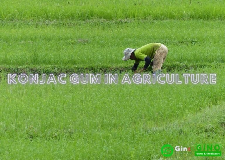 4 Amazing Konjac Gum Applications Market-Gino Gums
