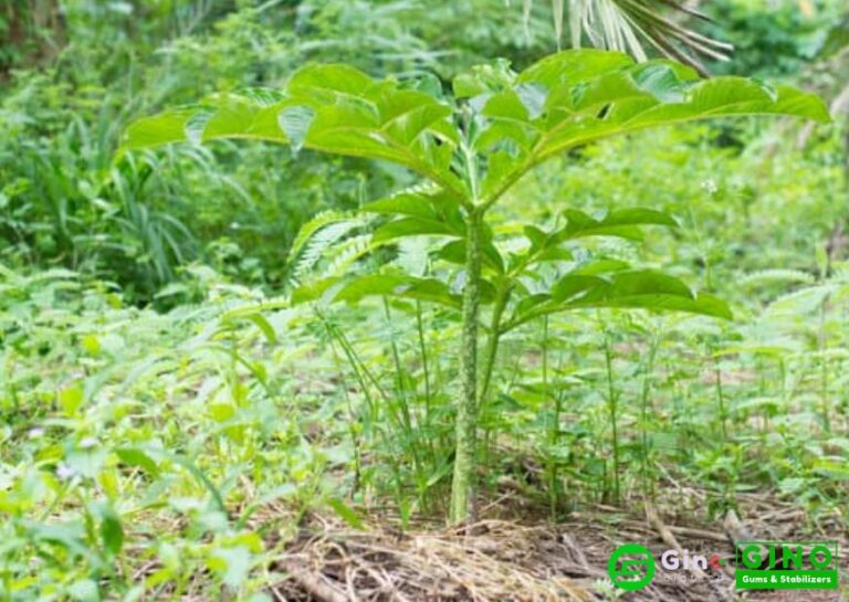 China's Konjac Products Market Has Great Development Prospects