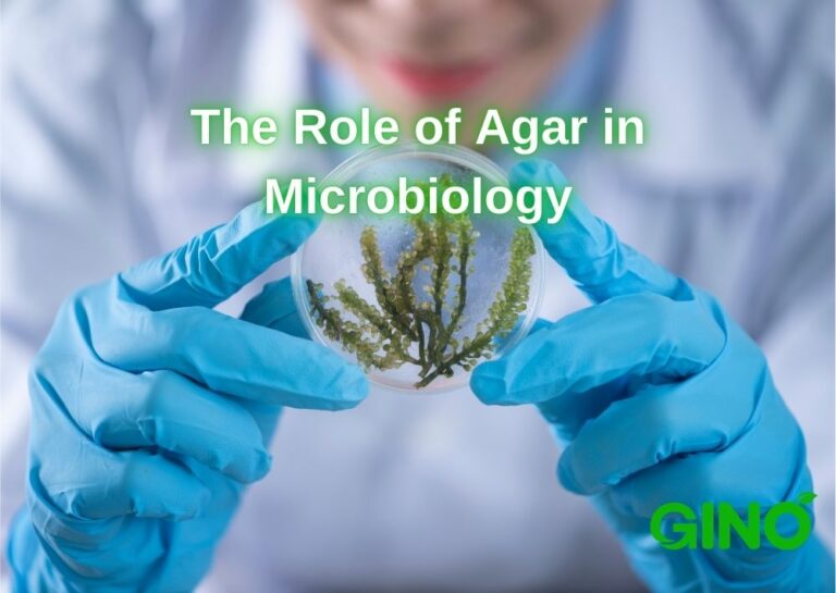 Understanding The Roles of Agar in Microbiology